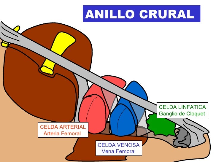 Anillo crural