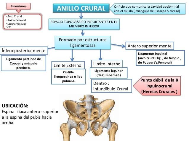 Anillo crural , r. inguinoabdominal, n. ciático mayor