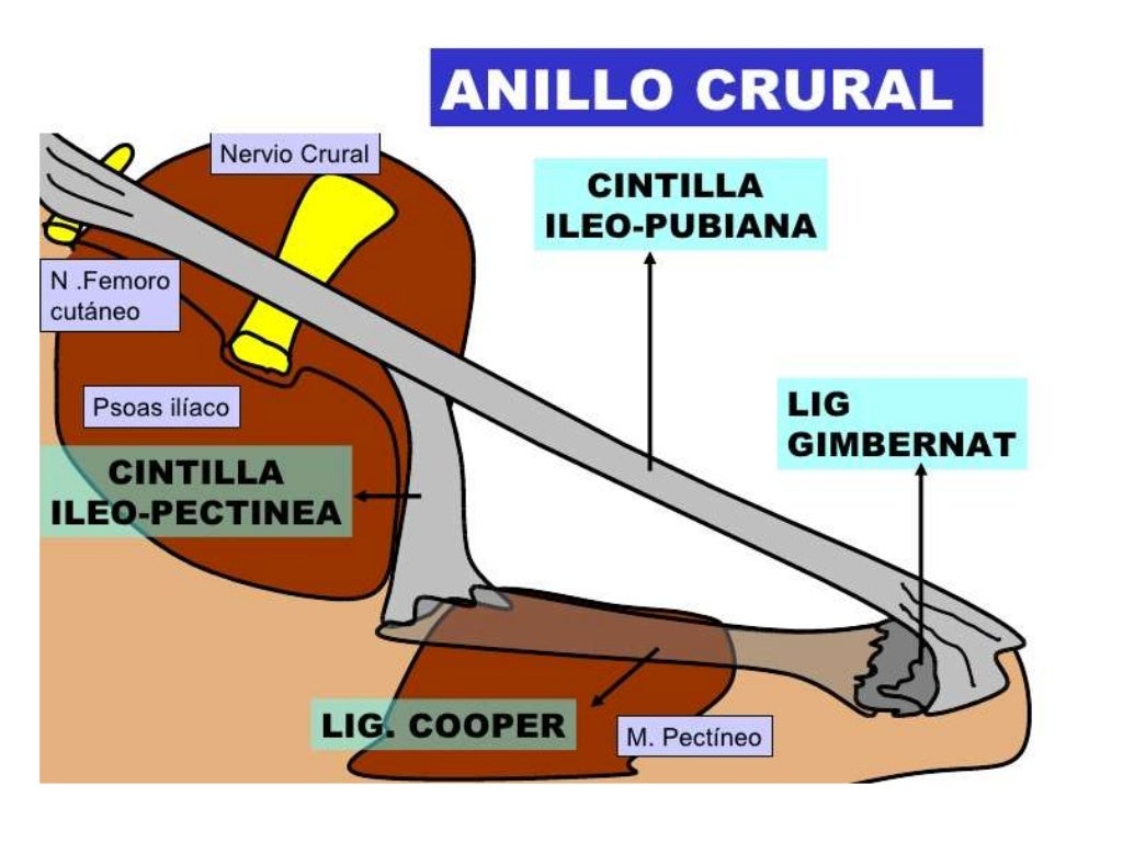 Anillo crural , r. inguinoabdominal, n. ciático mayor