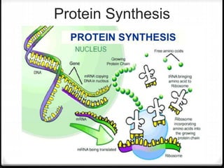 Protein Synthesis Comic Strip