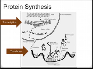 Protein Synthesis Comic Strip