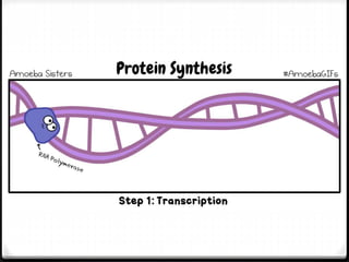 Simple Protein Synthesis Animation