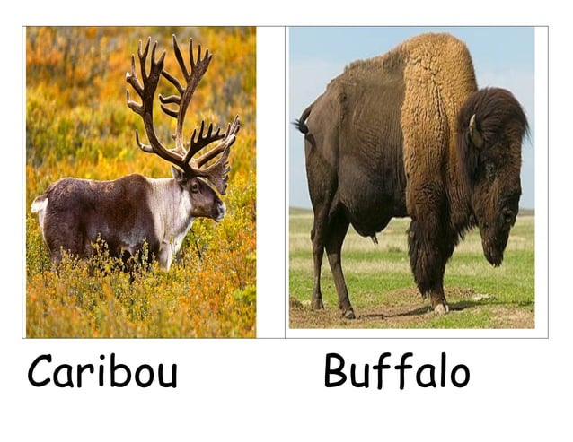 An illustrated History of the USA flashcards.docx