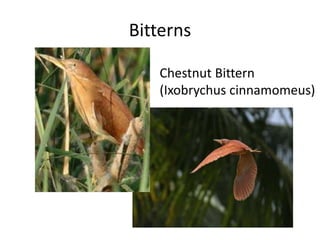 Birds of chennai | PPTX | Birdwatching | Hobbies & Interests