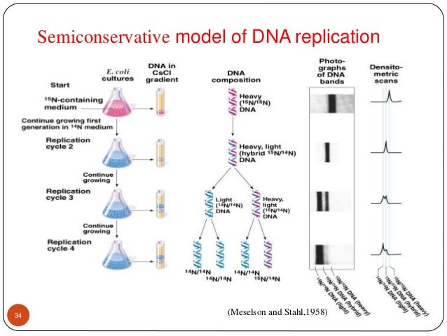 Dna Replication Model