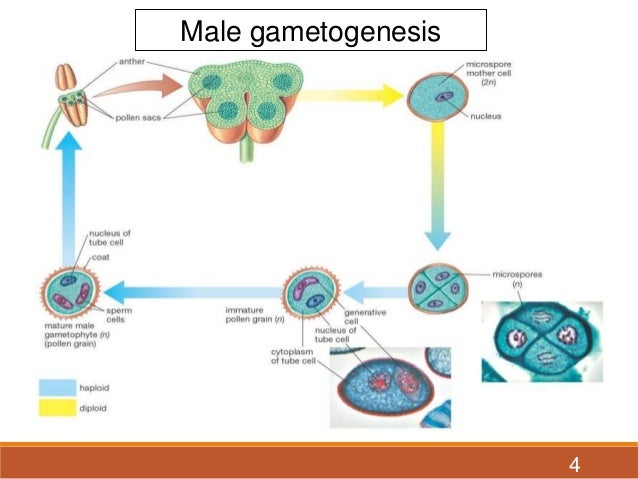 unreduced gamete formation and its role in plant breeding
