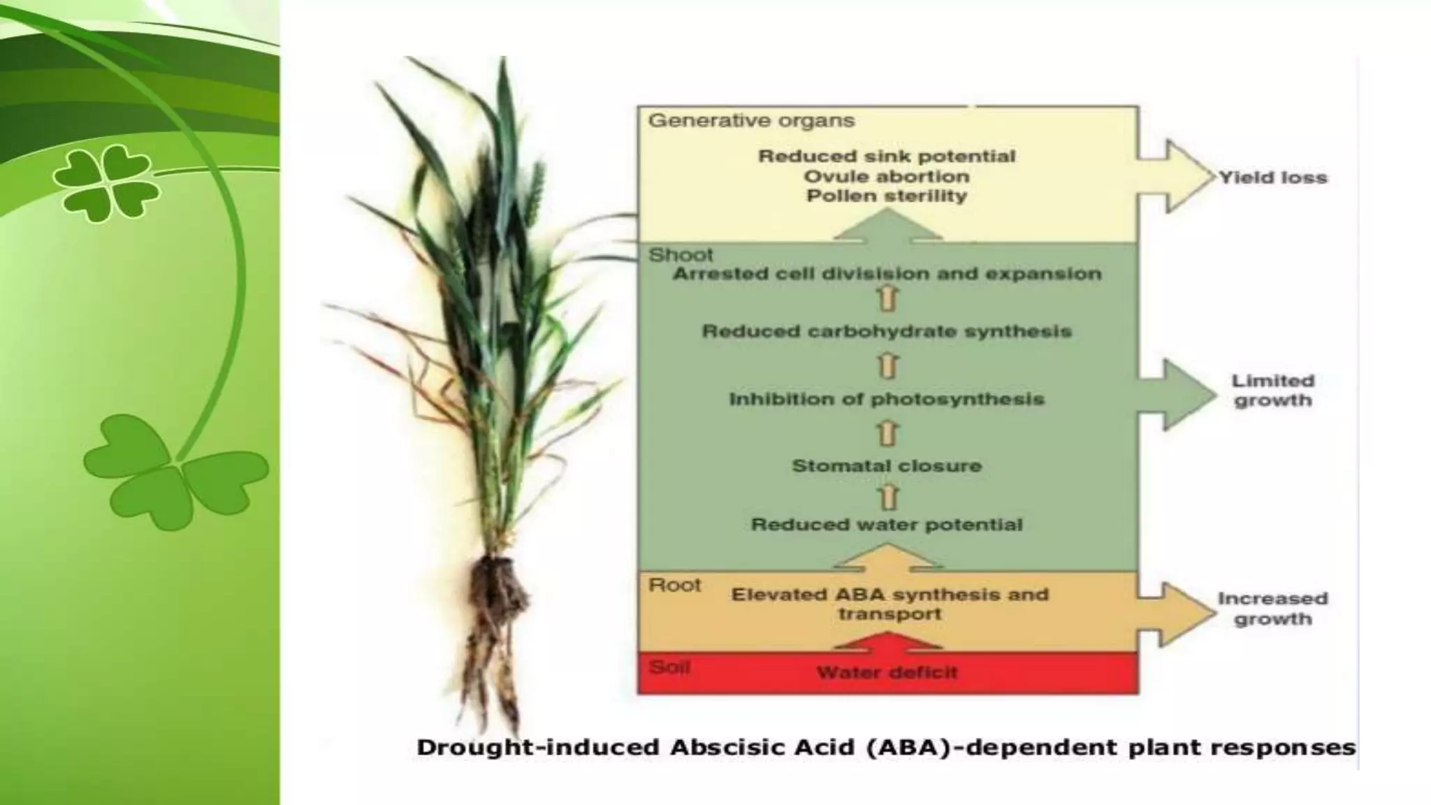 Physiological and molecular basis of drought tolerance in rice | PPTX
