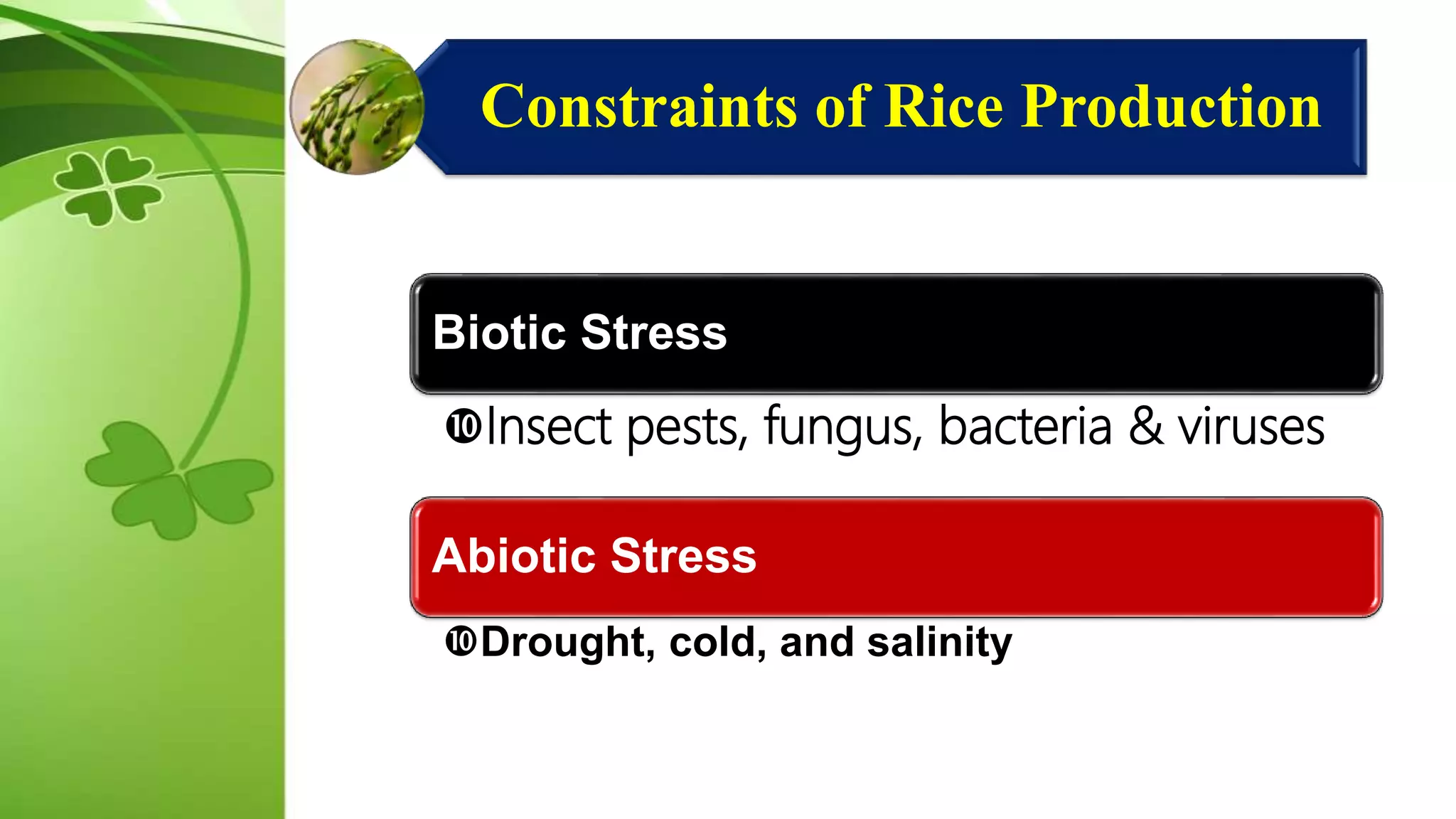 Physiological and molecular basis of drought tolerance in rice | PPTX