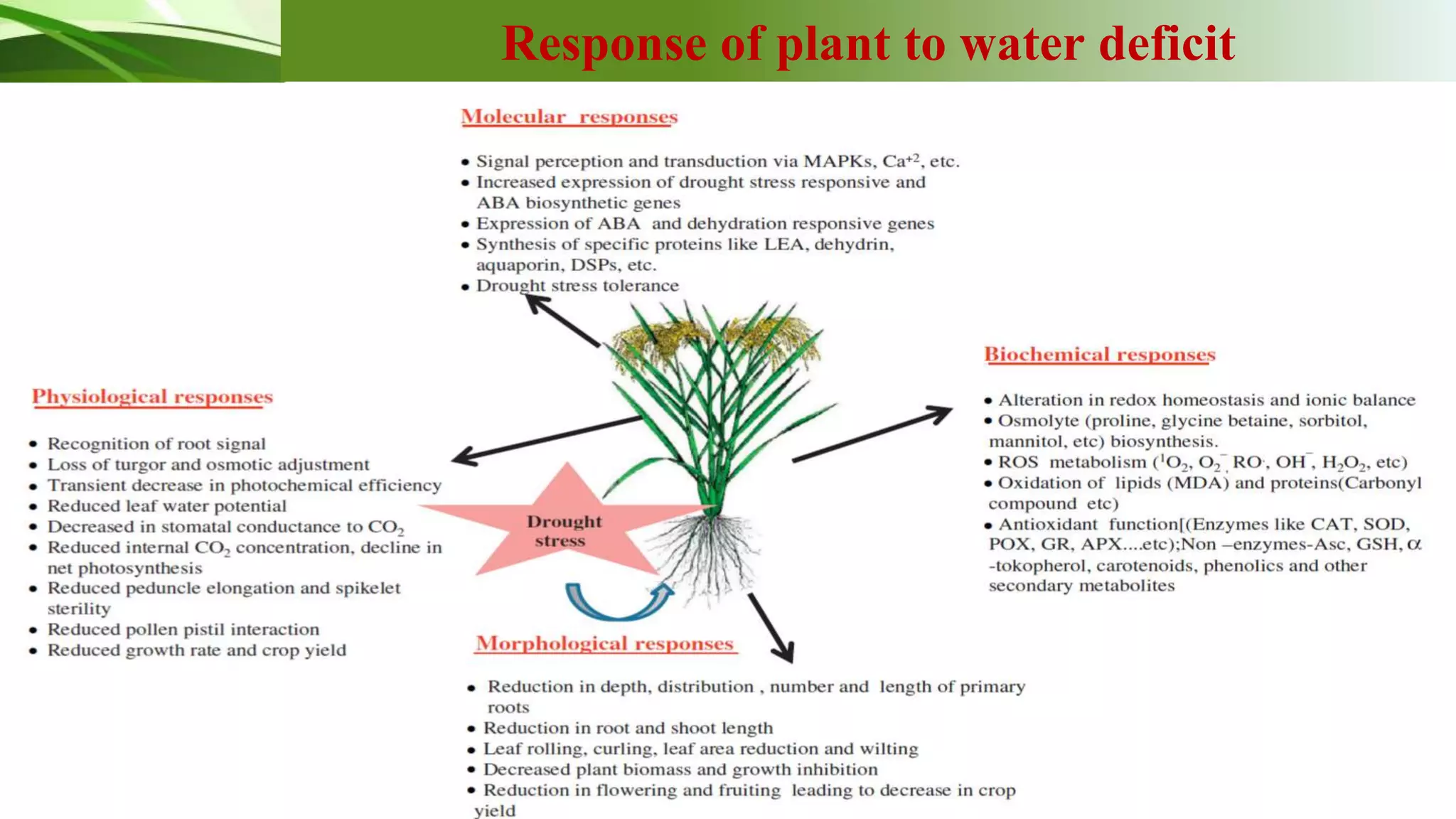 Physiological and molecular basis of drought tolerance in rice | PPTX