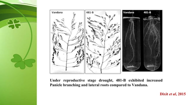 Physiological and molecular basis of drought tolerance in rice | PPTX ...
