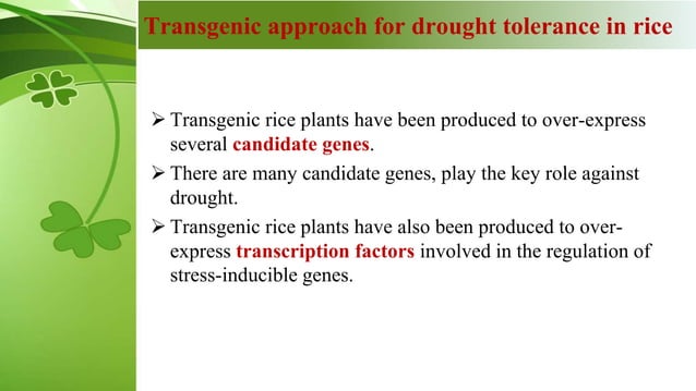 Physiological and molecular basis of drought tolerance in rice | PPTX ...