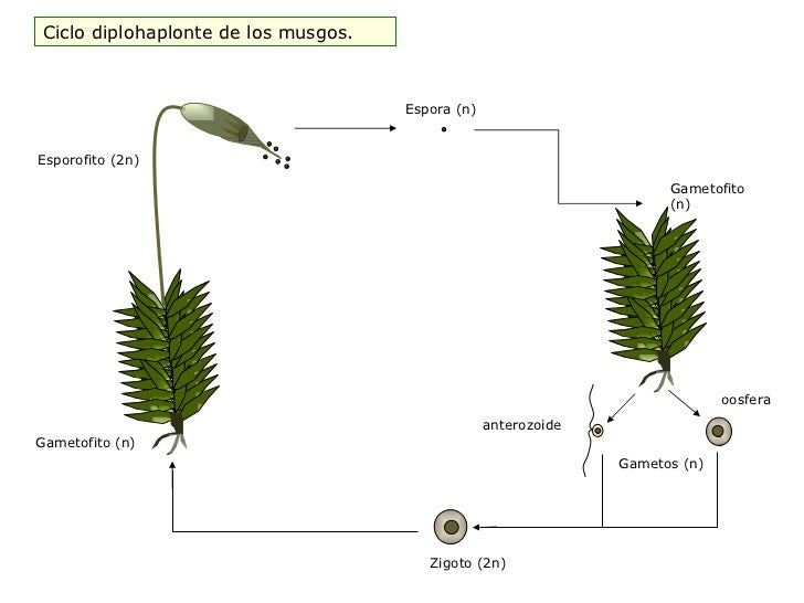 Animacion 02 (musgo)