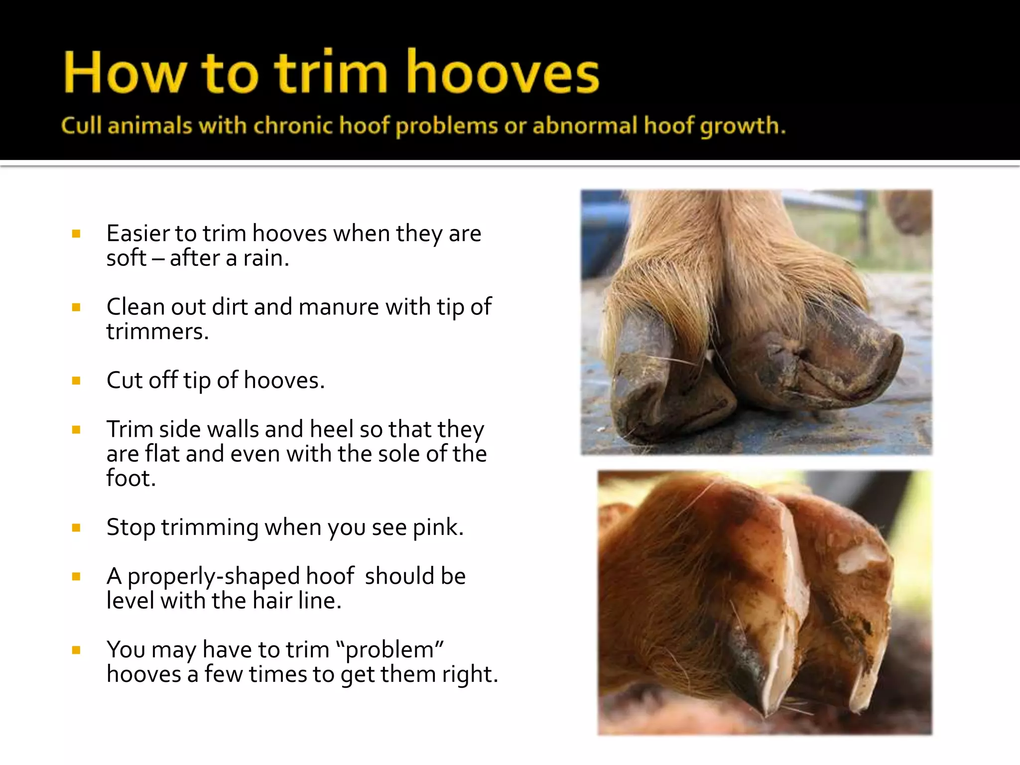 Small Ruminant Health | PPTX | Infectious Diseases | Diseases and ...