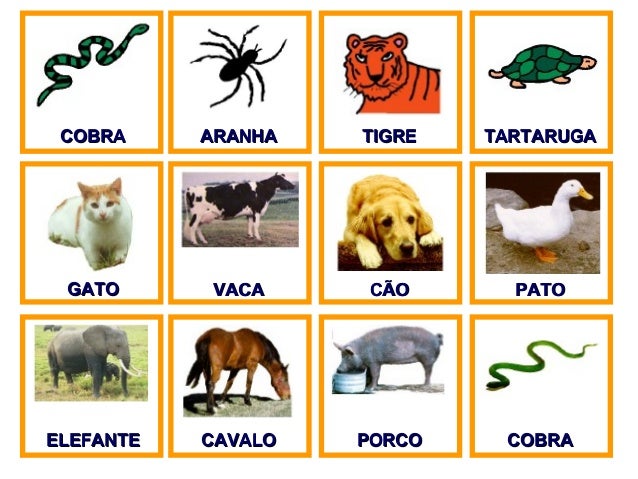 Animais