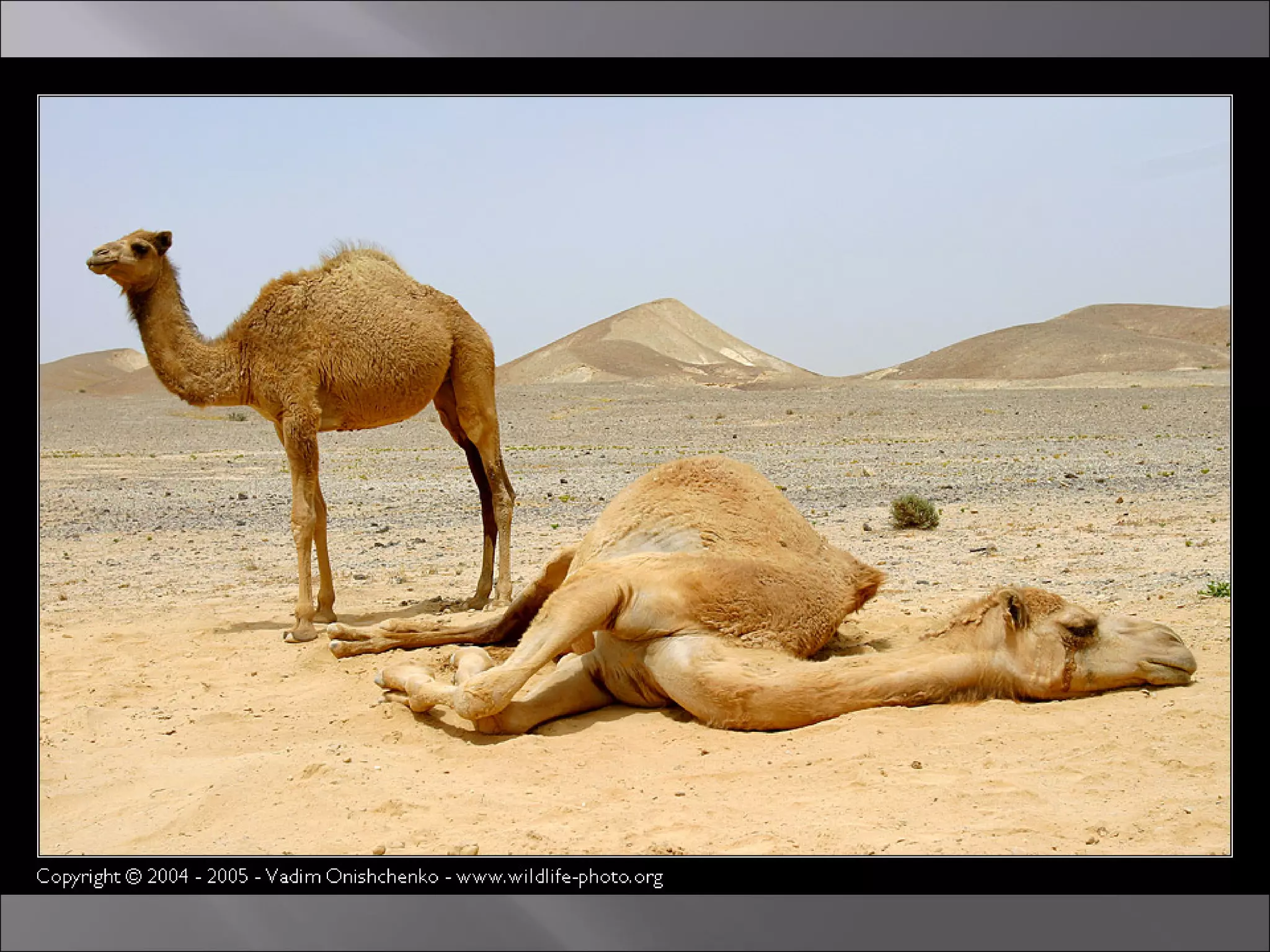 Animais - Vadim Onishchenko | PPT