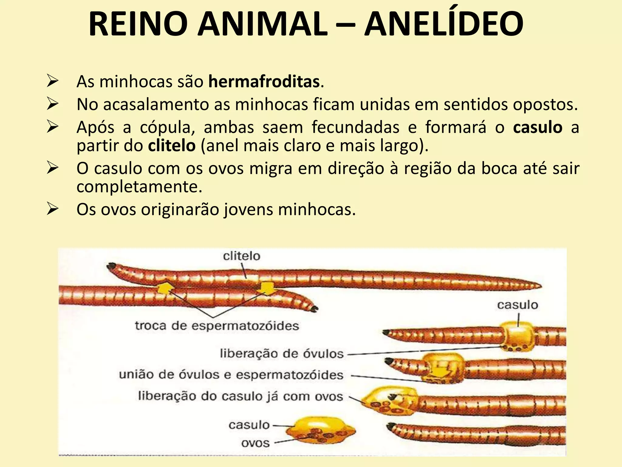 Reino Animal | PPT