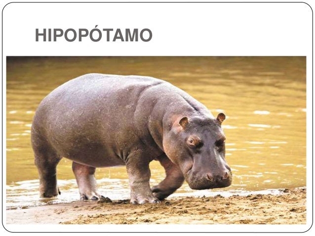 Animais com 4 patas