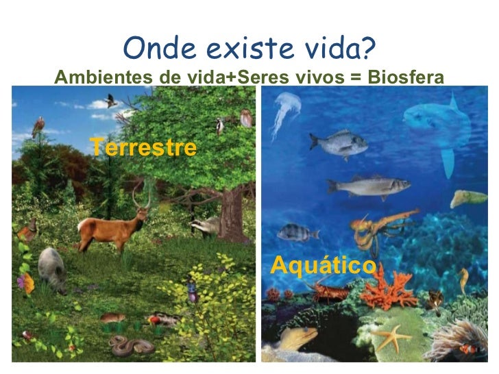 Animais ambiente vida