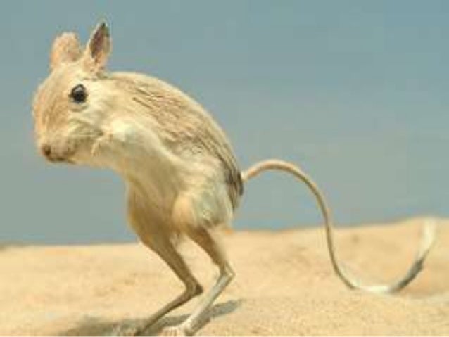 Animais do deserto