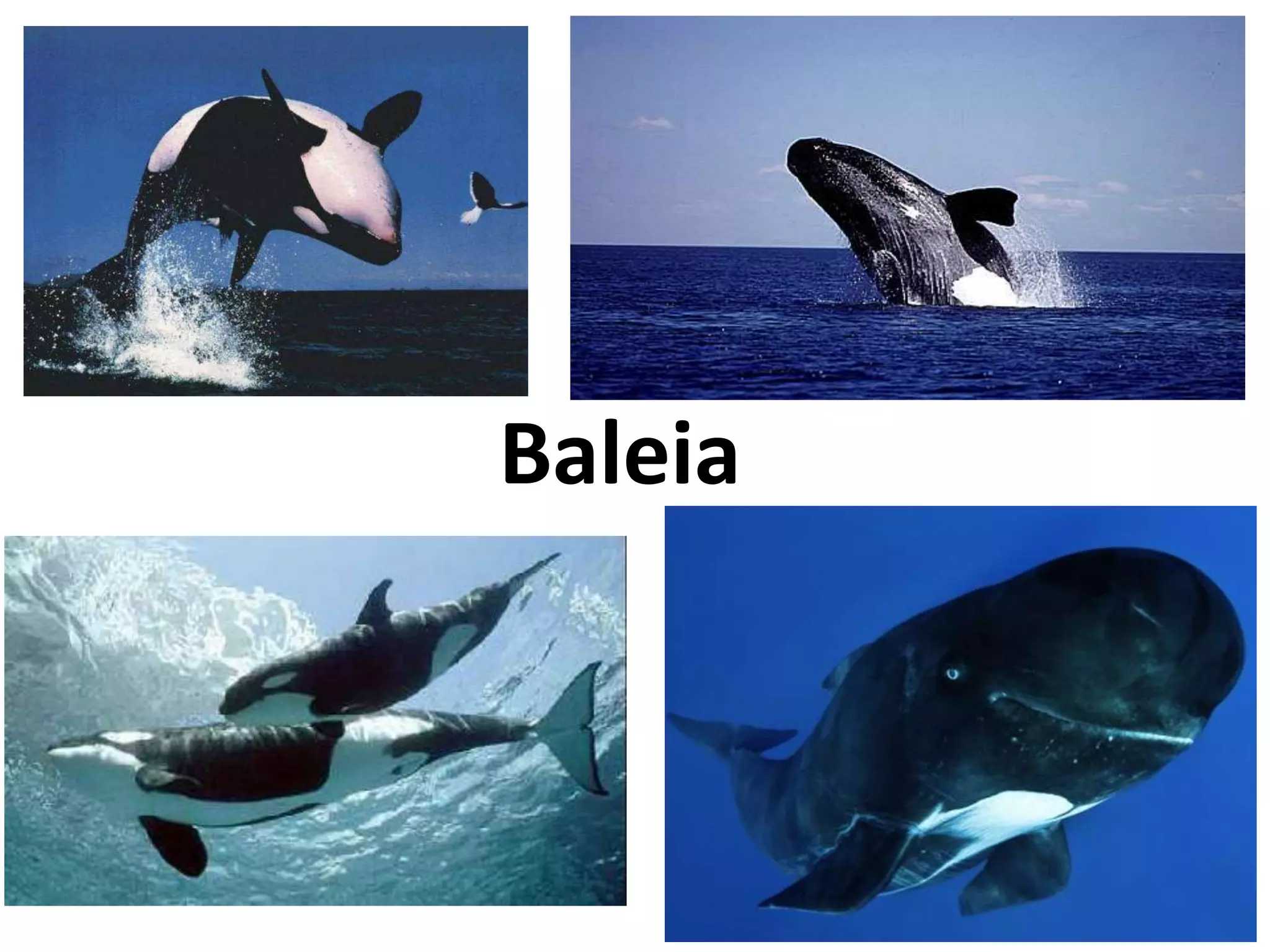 Animais do oceano | PPT