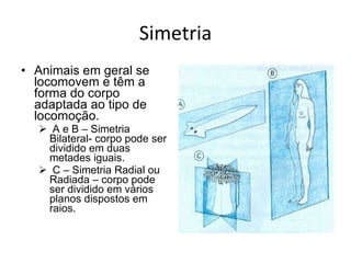 Animais invertebrados- Poríferos | PPT