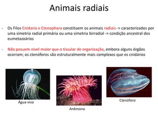 Animais radiais | PDF