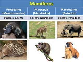 Animais Vertebrados.ppt