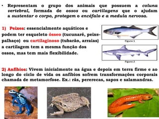 Animais vertebrados - PARTE 1- Peixes, anfíbios e répteis | PPTX
