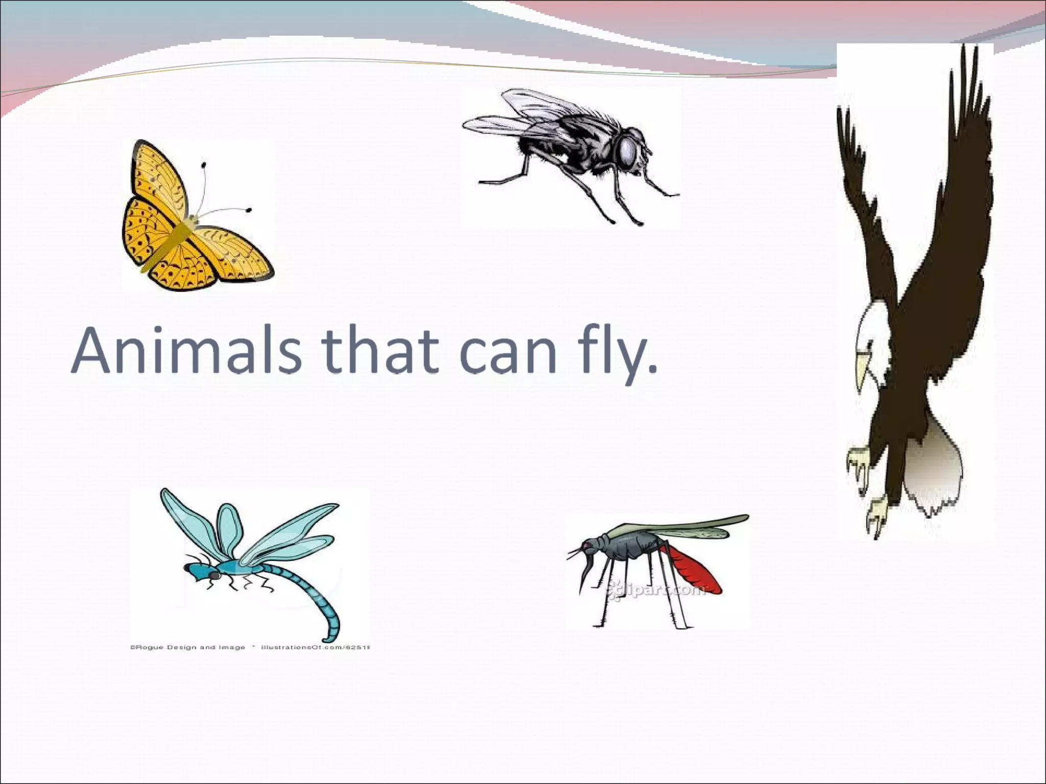 Animal | PPT