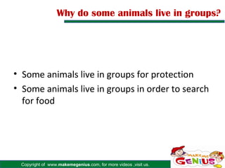 Animals | PPT