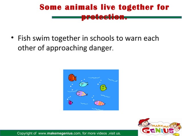 Animals | PPT
