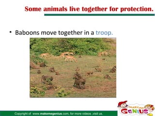 Animals | PPT