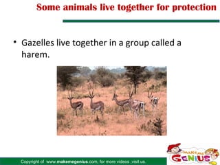 Animals | PPT