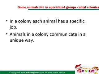 Animals | PPT