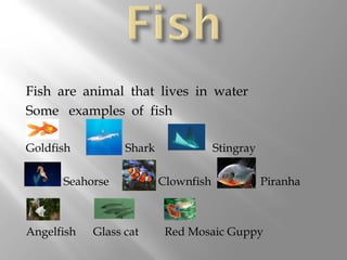 Animal | PPT