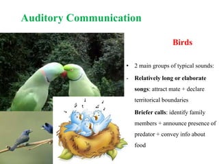 Animal Communication | PPTX