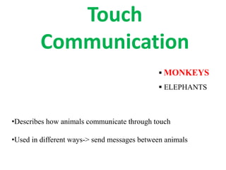 Animal Communication | PPTX