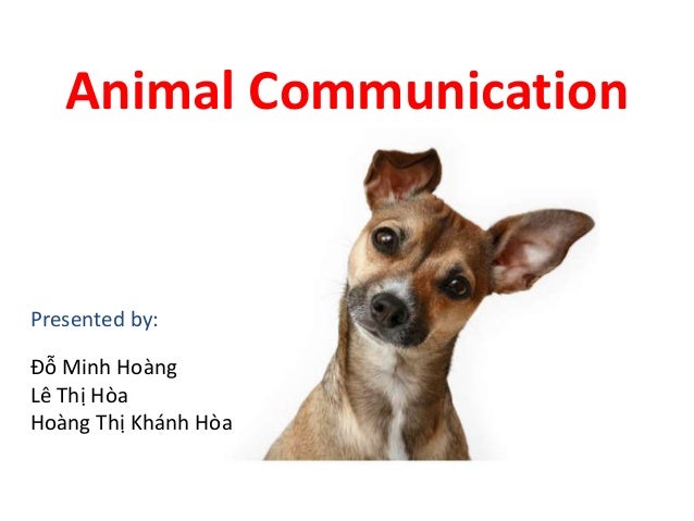 Animal Communication
