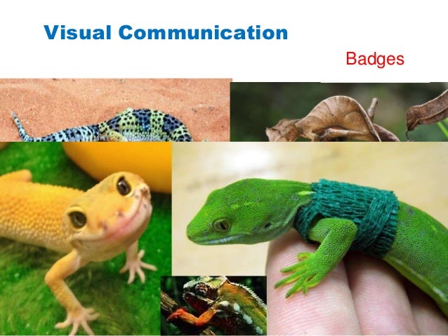 Animal Communication