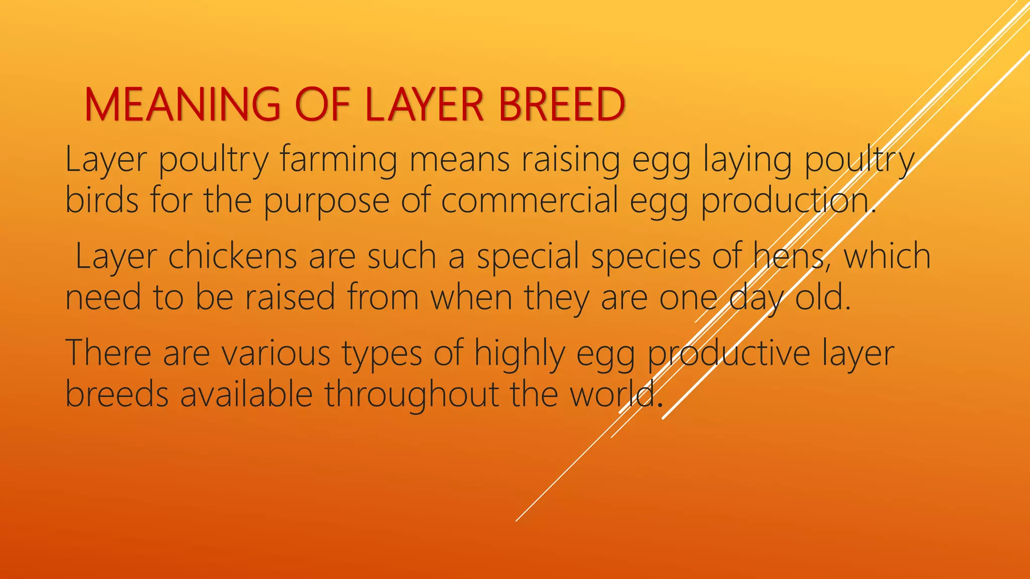 layer breeds in chicken | PPTX