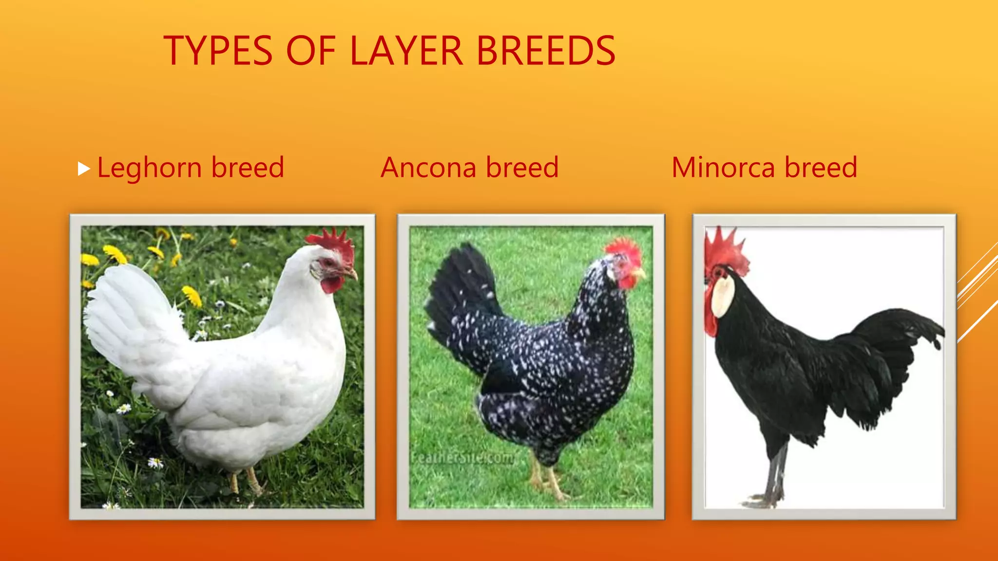 layer breeds in chicken | PPTX