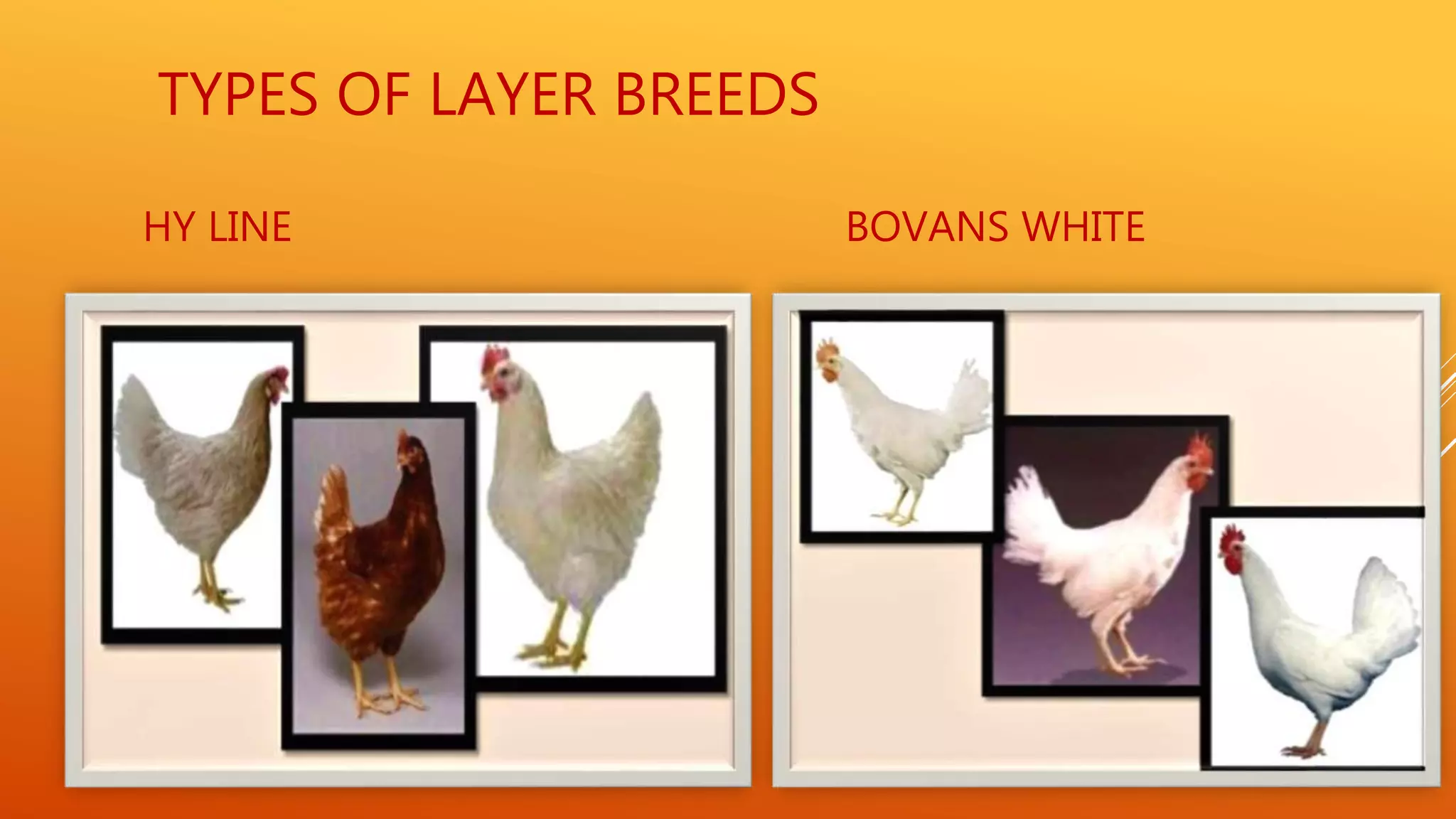 layer breeds in chicken | PPTX