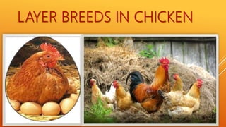 layer breeds in chicken | PPTX