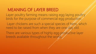 layer breeds in chicken | PPTX | Birds | Pets