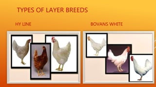 layer breeds in chicken | PPT