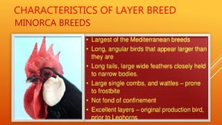 layer breeds in chicken | PPTX
