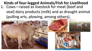 Animal.pptx