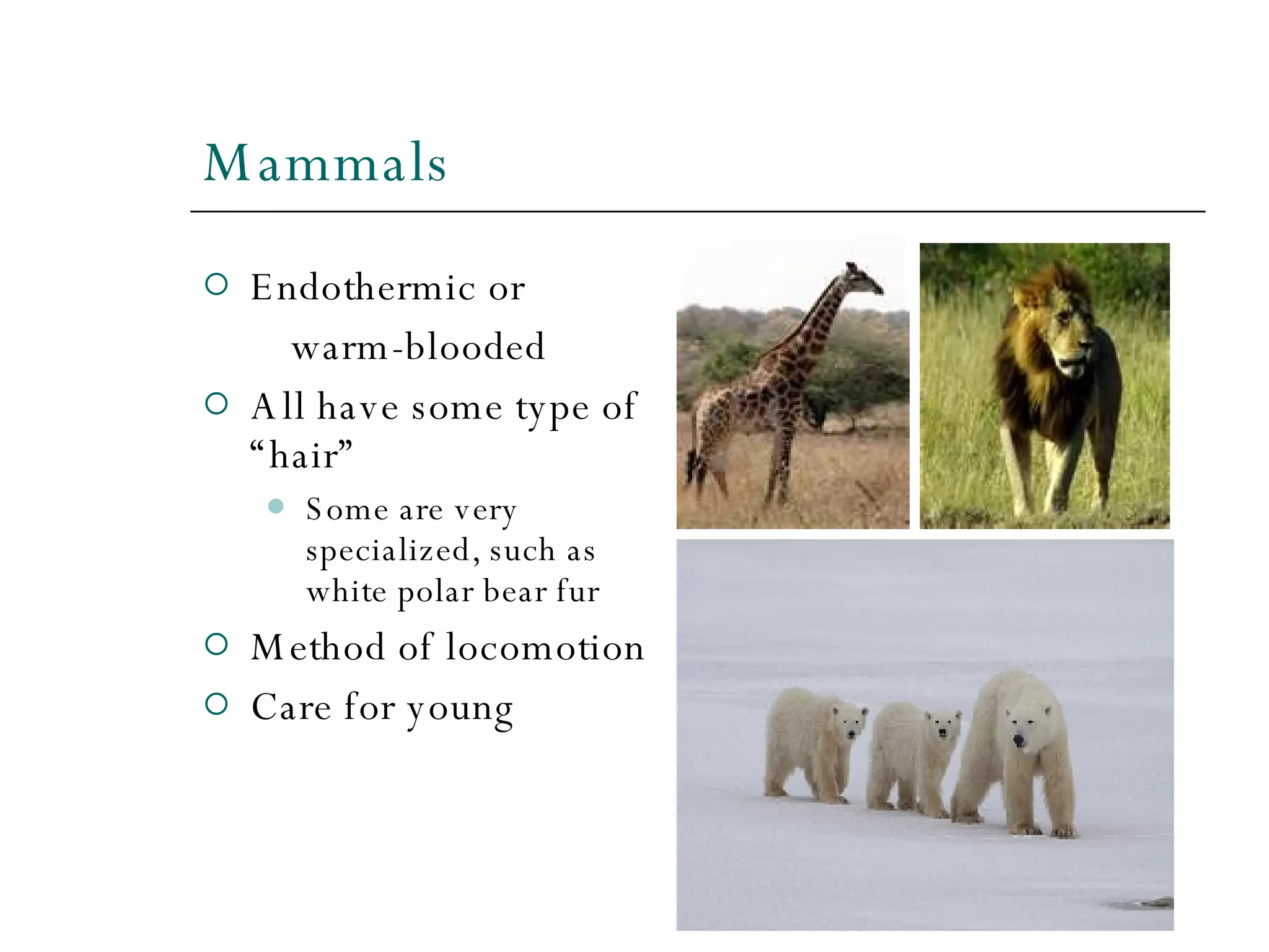 Animal Adaptations | PPT