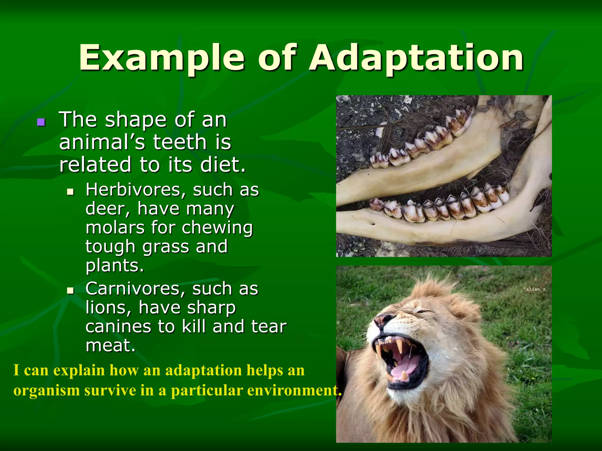 animal-adaptations-2.ppt