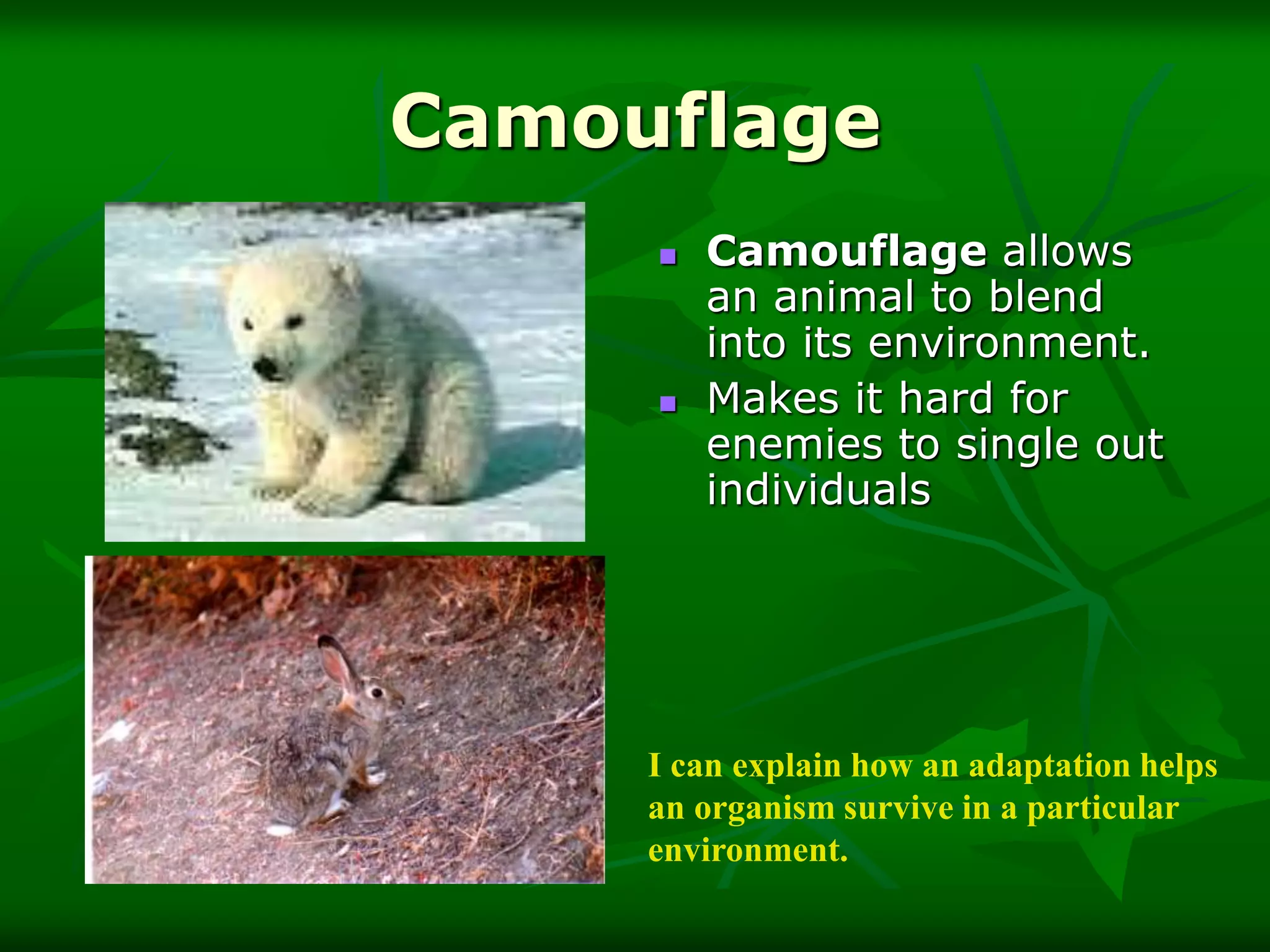 animal-adaptations-2.ppt
